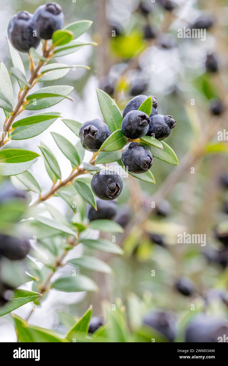 Myrtle (Myrtus communis) berries Stock Photo - Alamy