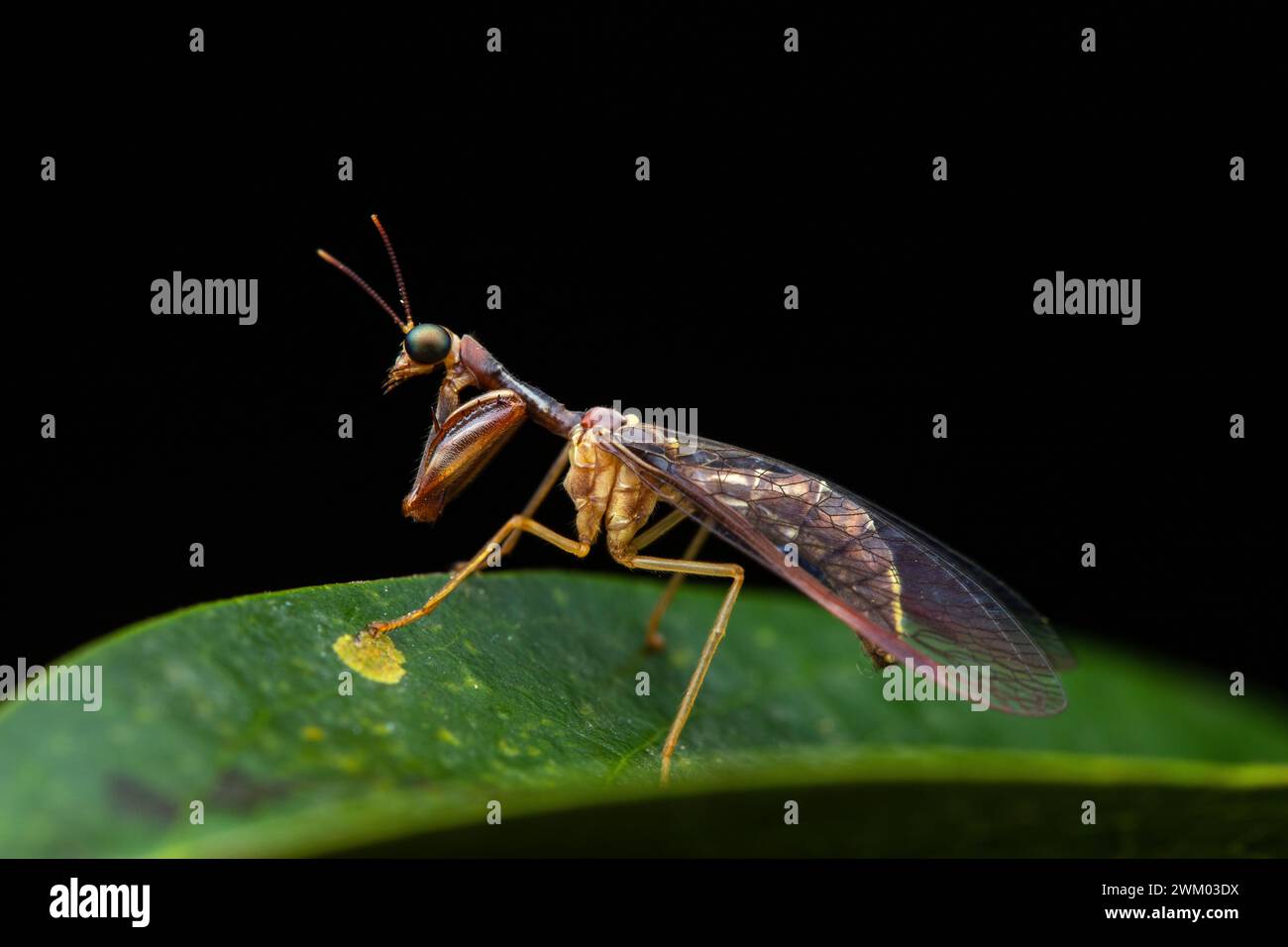 Mantidfly (Sagittalata sp), Mityana, Uganda Stock Photo - Alamy
