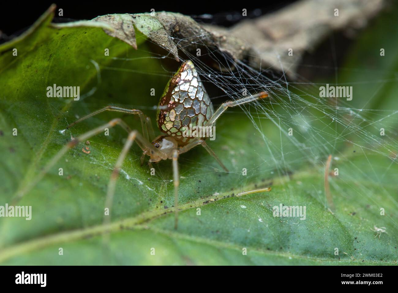 Mirror spider (Thwaitesia sp) in situ, Mityana, Uganda Stock Photo - Alamy