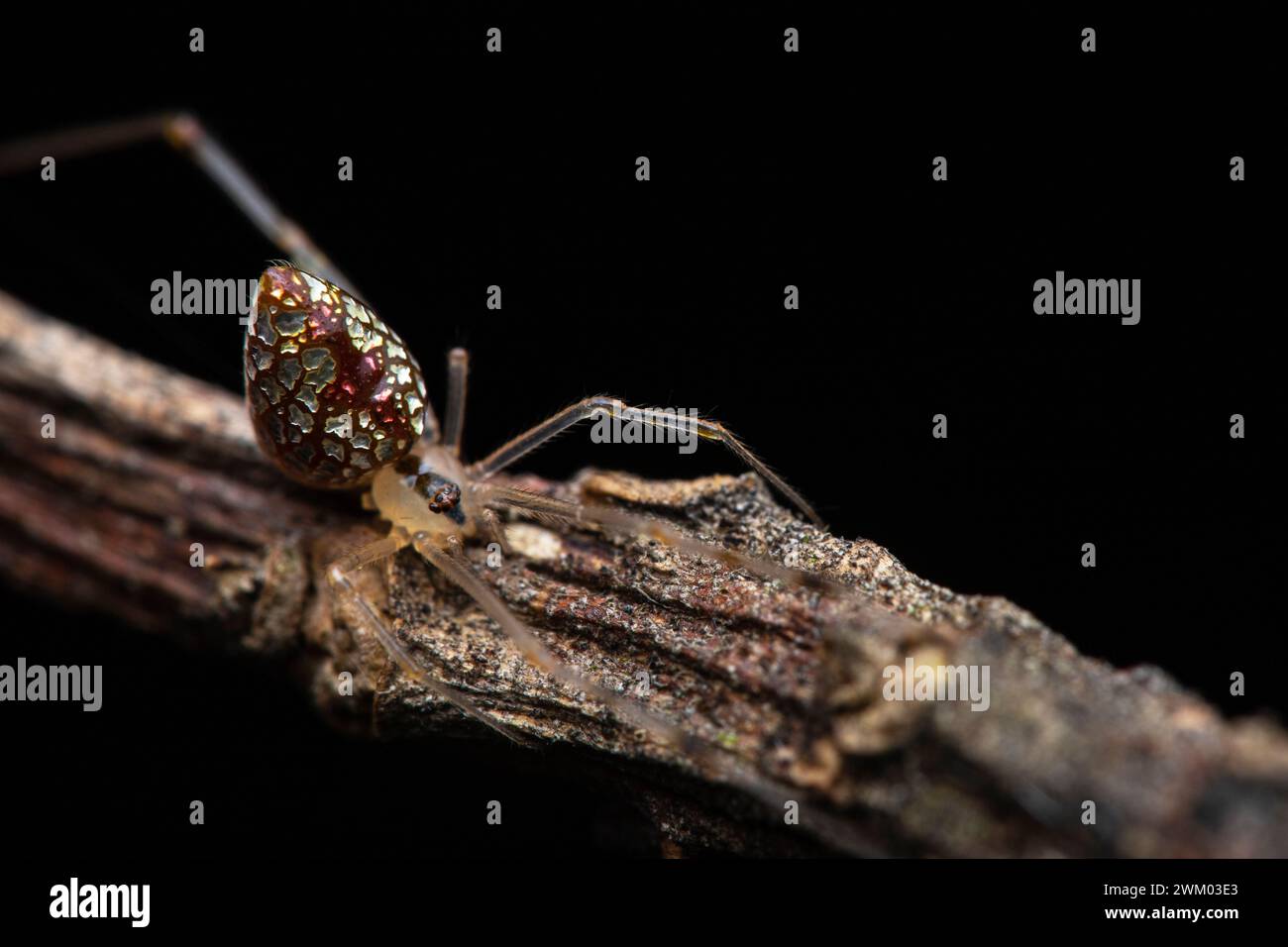 Mirror spider (Thwaitesia sp) in situ, Kibale NP, Uganda Stock Photo ...