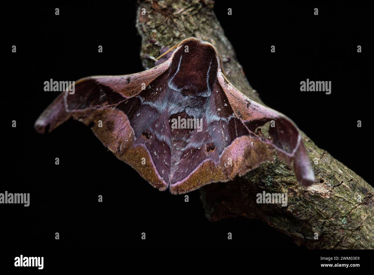 Batwing moth (Holocerina sp - angulata or smilax), Kibale NP, Uganda ...