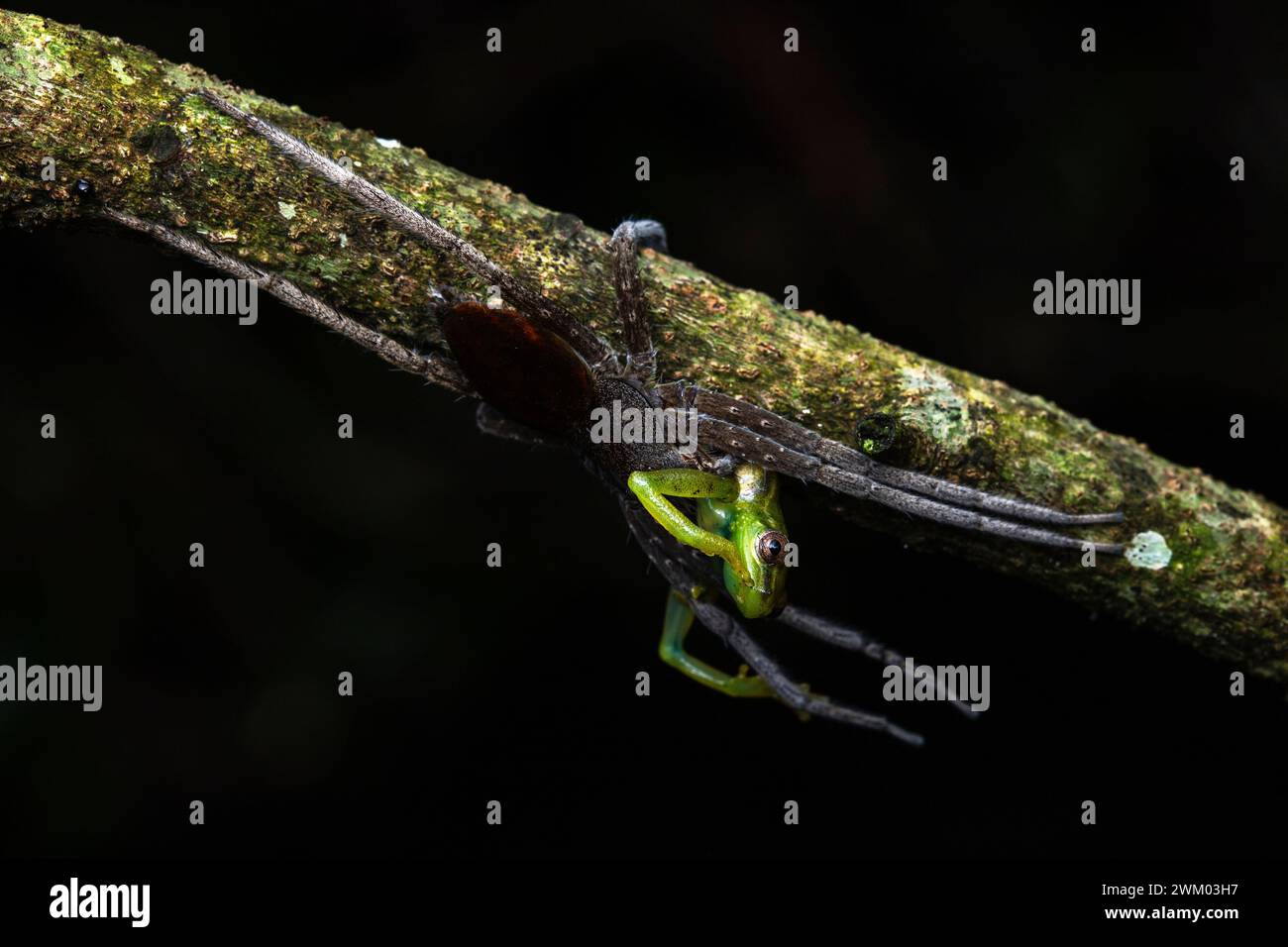 Wandering spider (Ctenidae sp) eating a tree frog in situ, Kibale NP ...