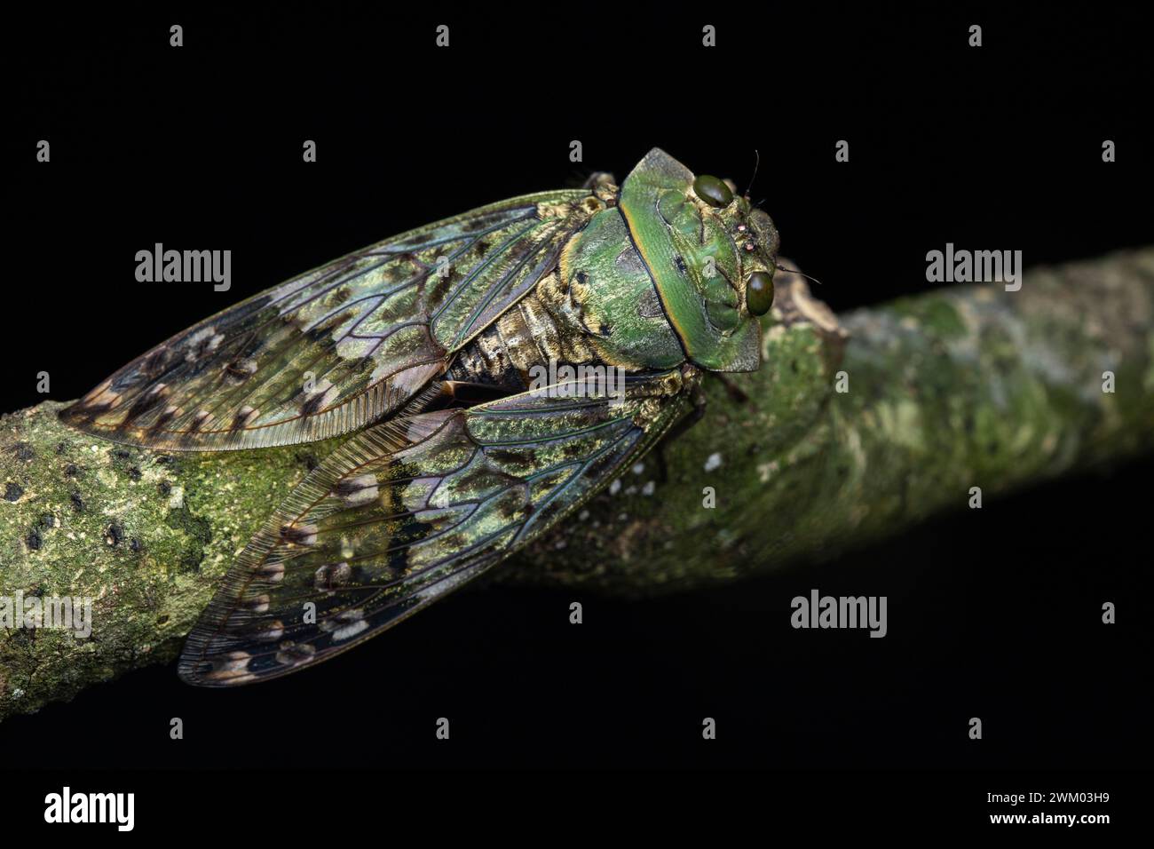 Cicada (Ugada sp), Kibale NP, Uganda Stock Photo - Alamy
