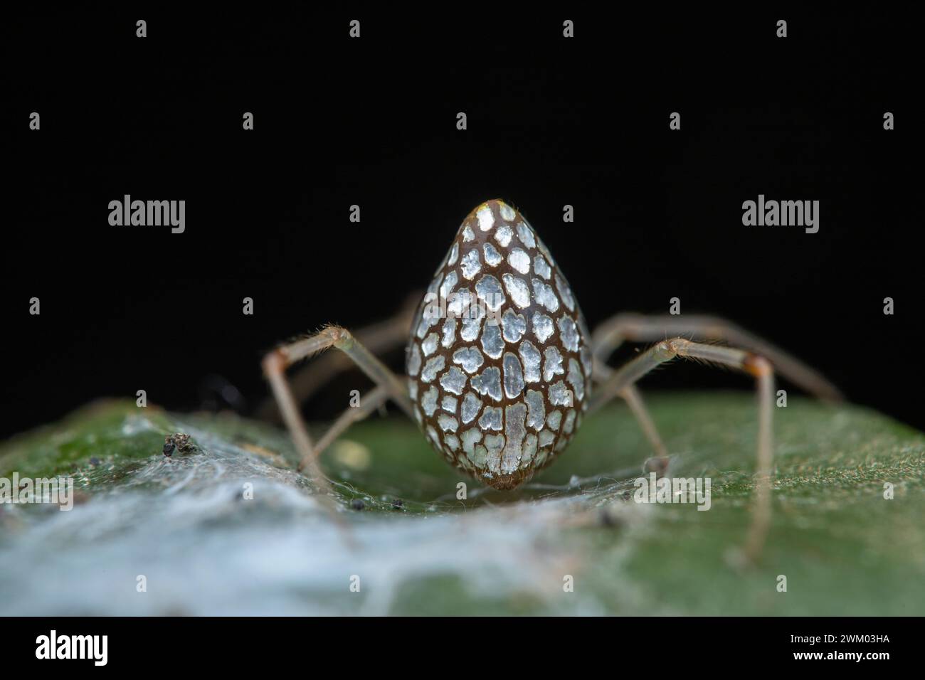 Mirror spider (Thwaitesia sp) in situ, Kibale NP, Uganda Stock Photo ...