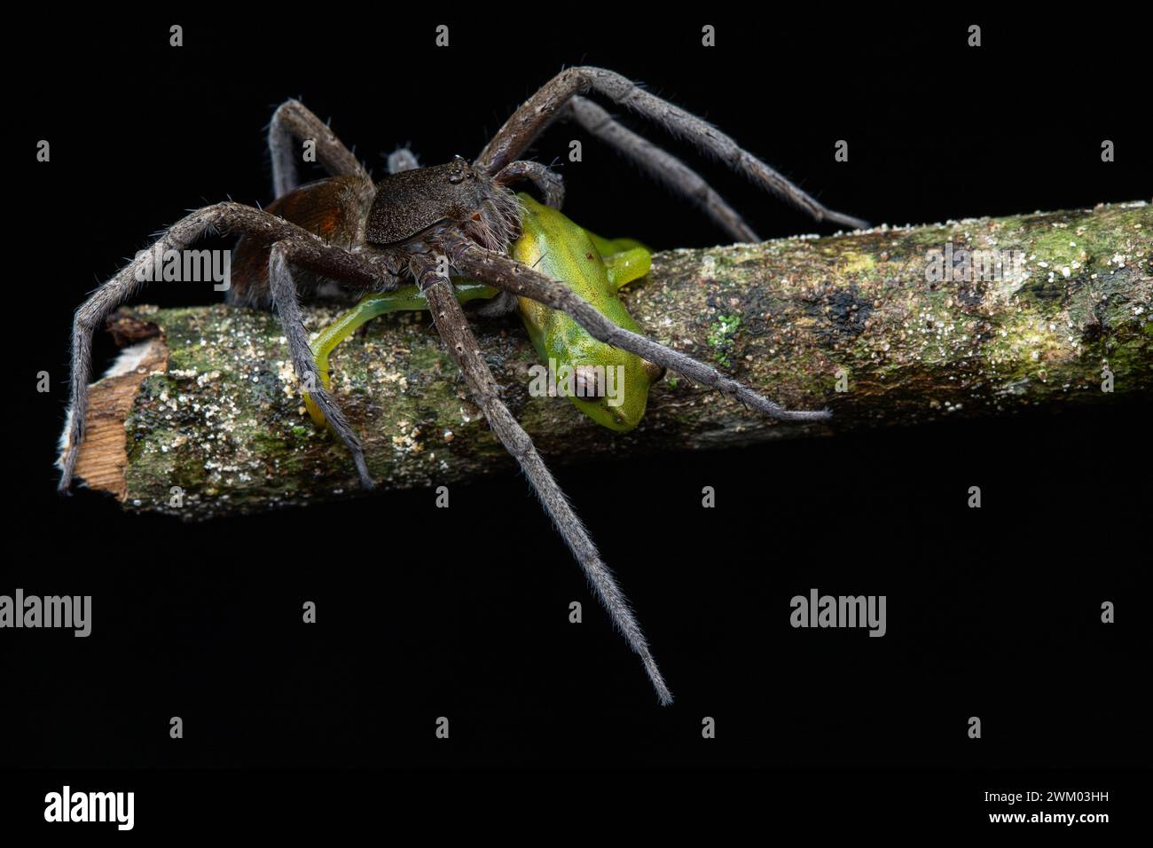 Wandering spider (Ctenidae sp) eating a tree frog in situ, Kibale NP ...