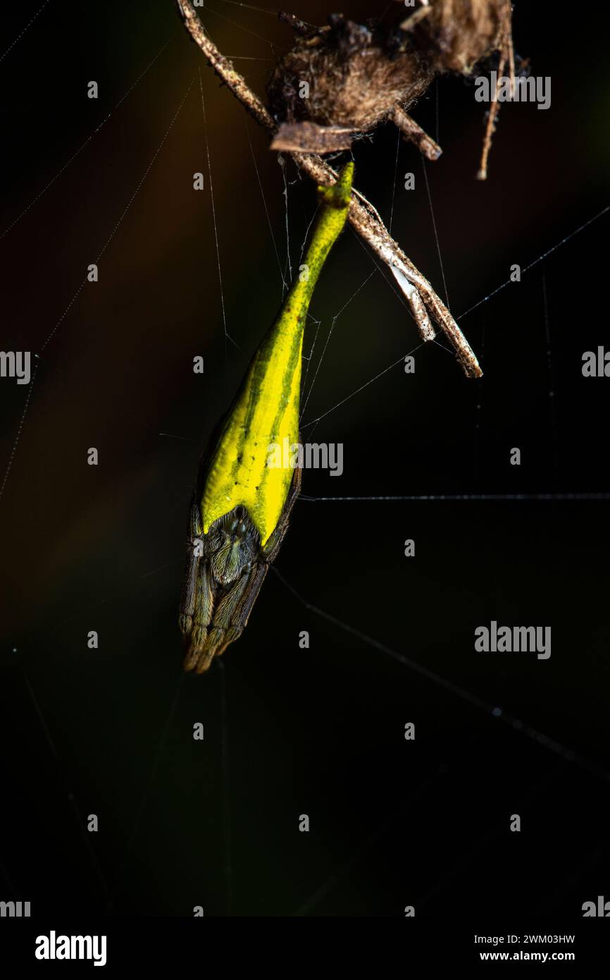 Drag tail spider (Arachnura scorpionoides) in situ, Kibale NP, Uganda ...