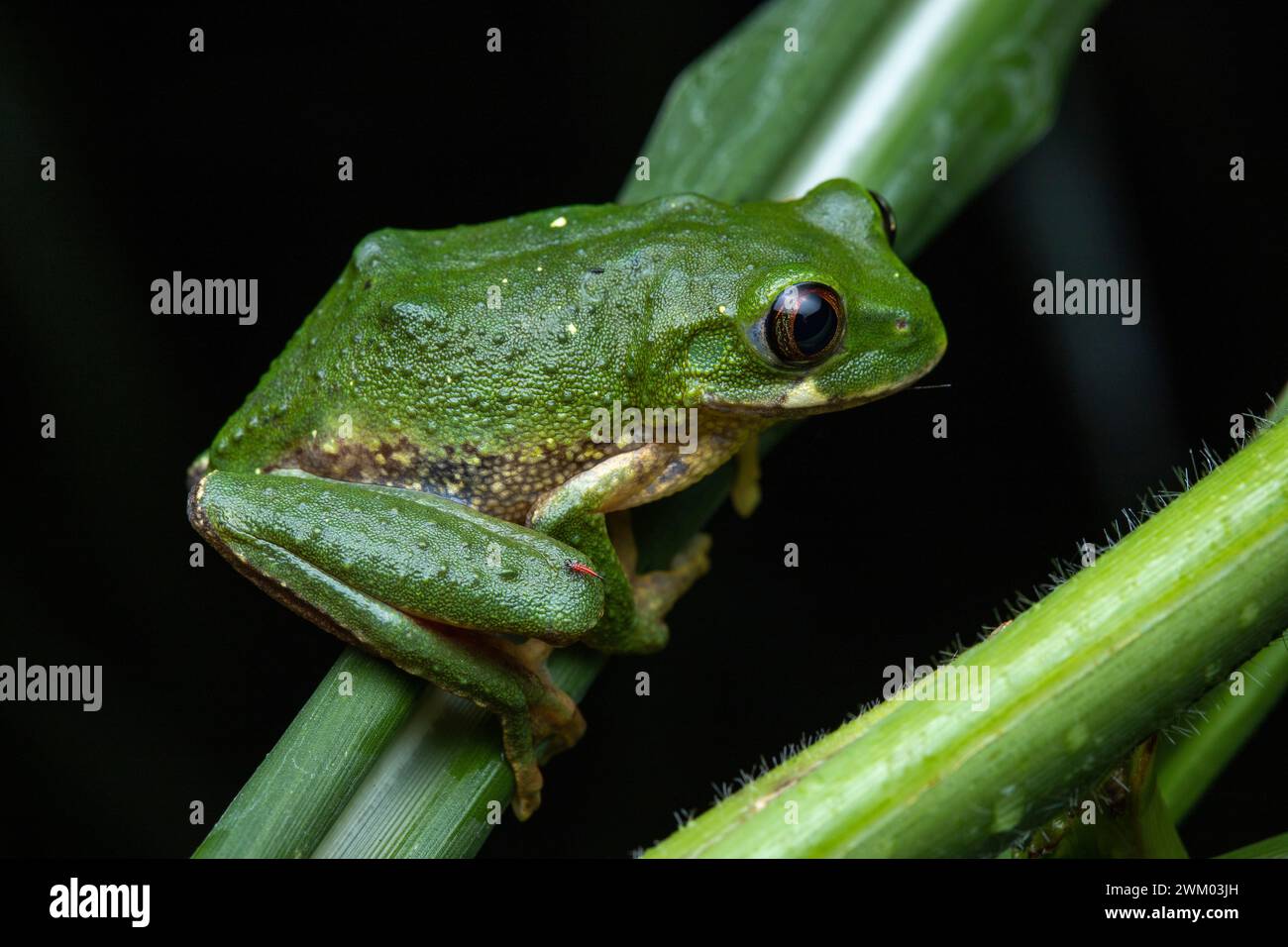 Kivu Tree Frog (Leptopelis kivuensis) in situ, Nyakalengija, Rwenzori ...