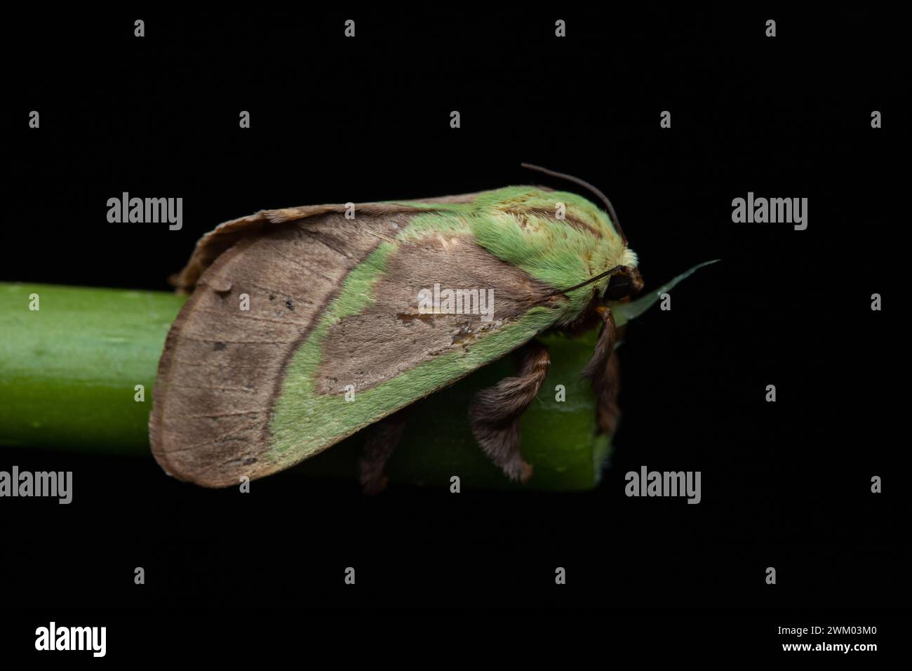 Hairy Headed Slug moth (Stroter capillatus), Nyakalengija, Rwenzori ...