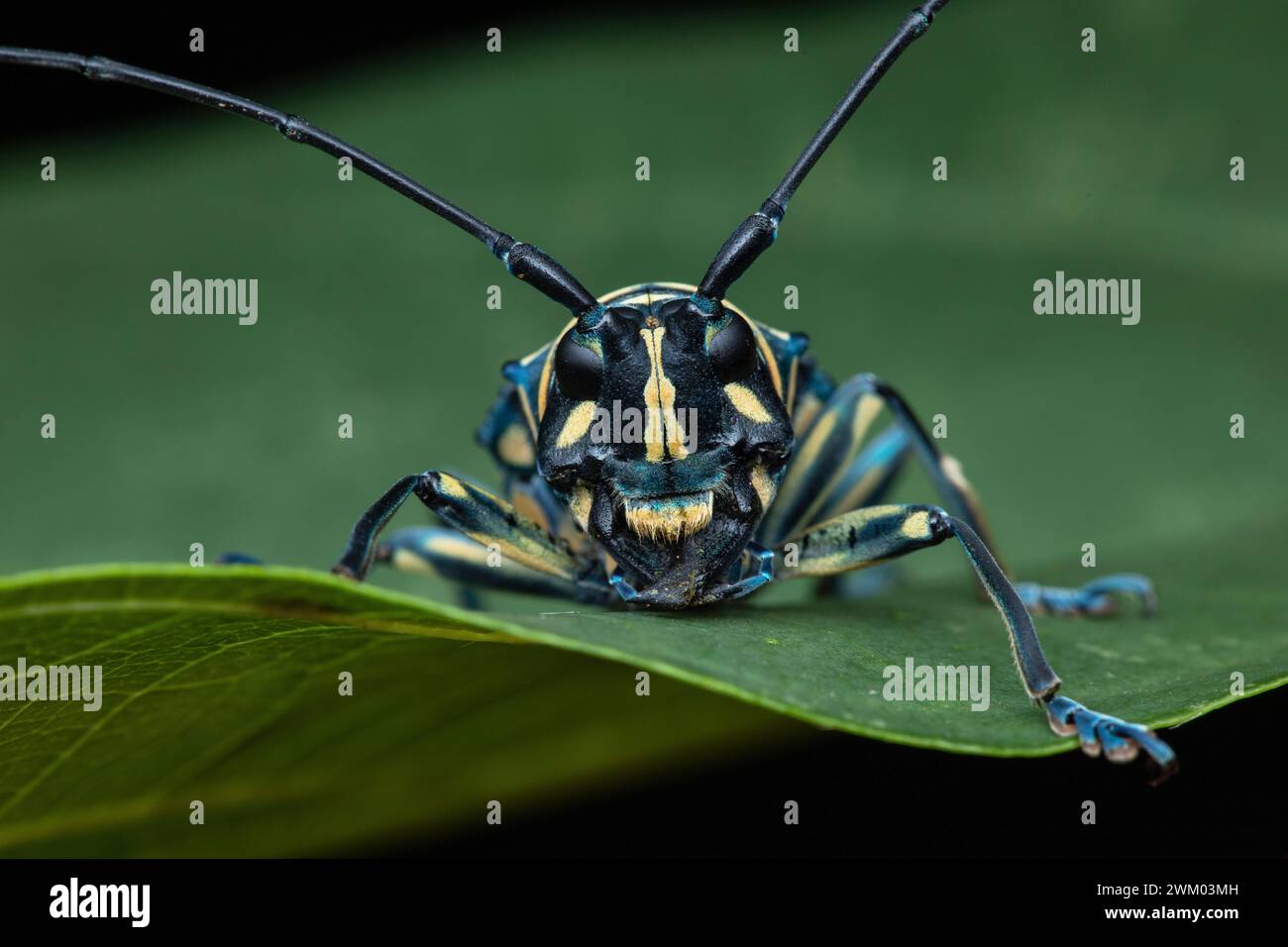 Longhorn Beetle (Sternotomis runsoriensis), Nyakalengija, Rwenzori ...