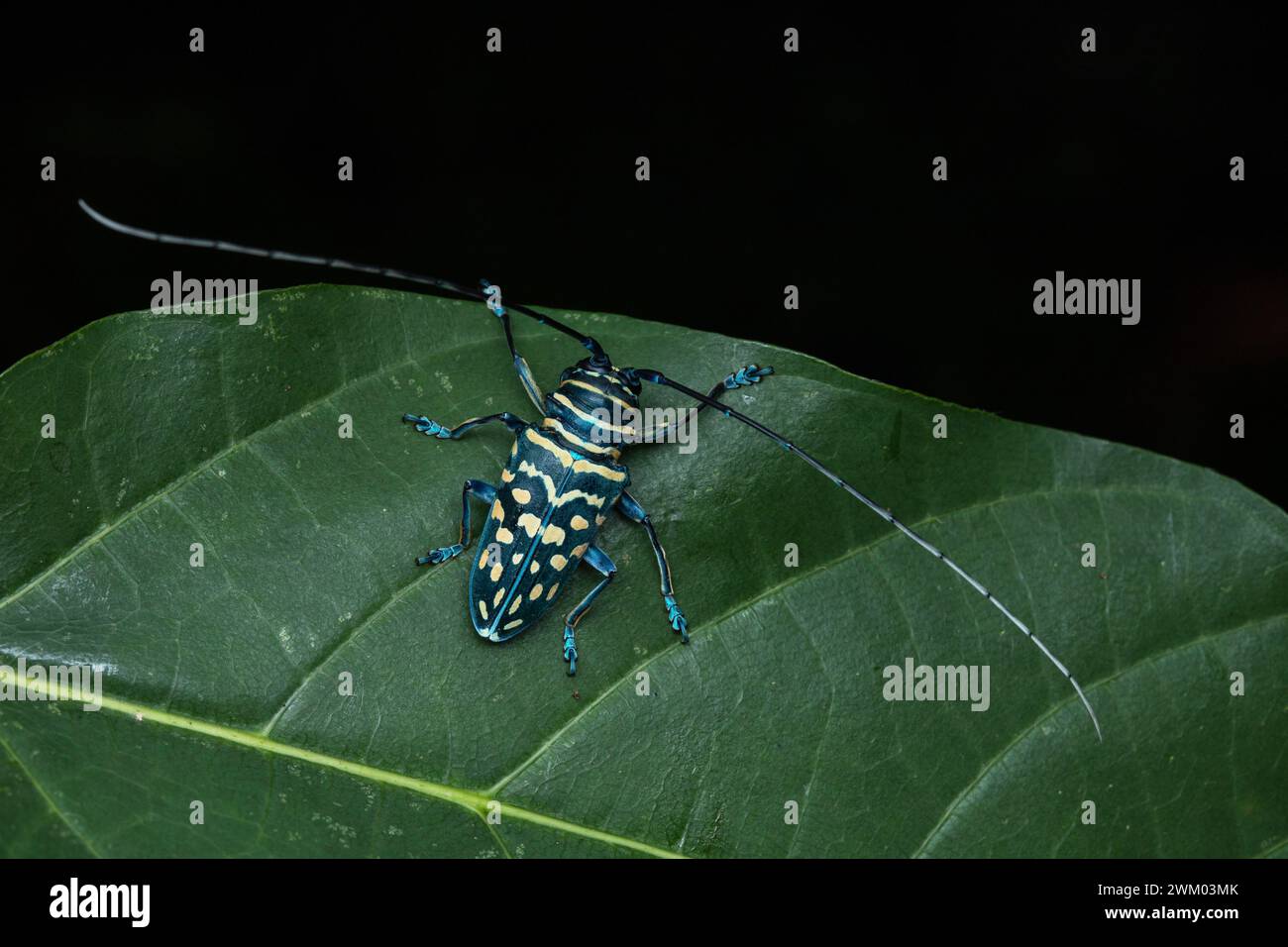 Longhorn Beetle (Sternotomis runsoriensis), Nyakalengija, Rwenzori ...