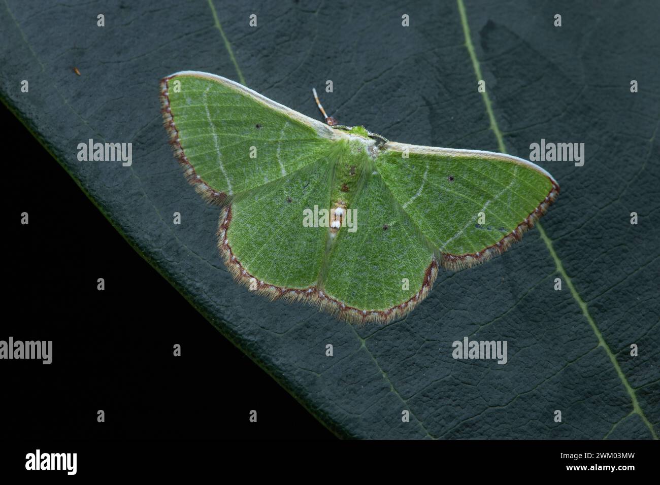 Geometer moth (Comibaena leucospilata), Nyakalengija Rwenzori mountains ...