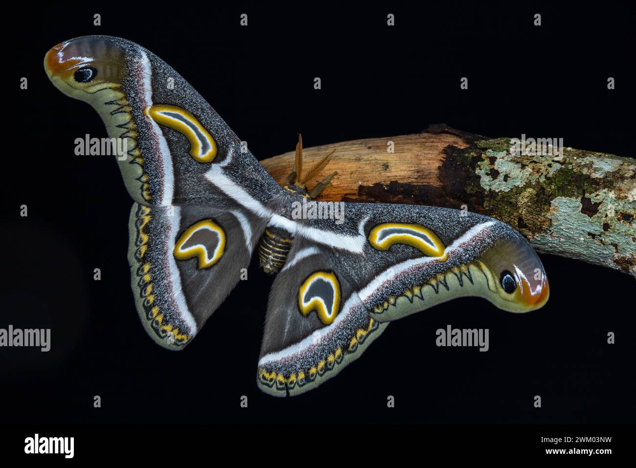 Epiphora moth (Epiphora rectifascia), Kibale NP,Uganda Stock Photo - Alamy