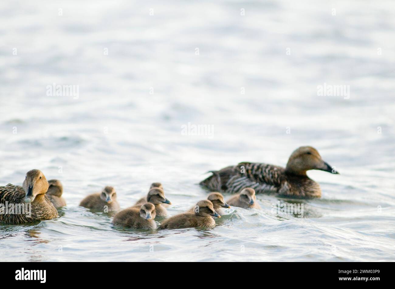 Group of common eider ducks Somateria mollissima mother and newborn ...