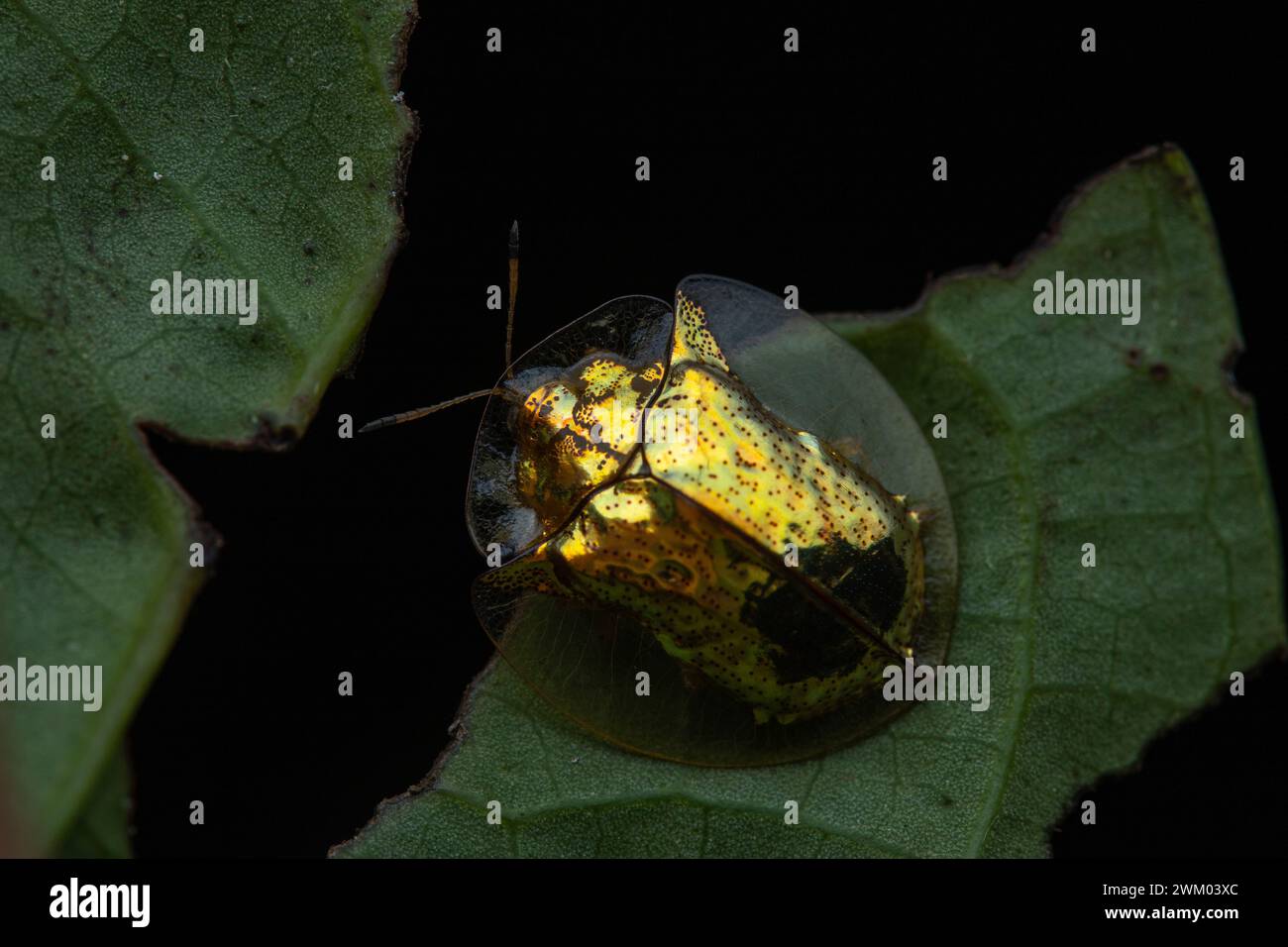 Tortoise beetle (Aspidimorpha sp), Kibale NP, Uganda Stock Photo - Alamy