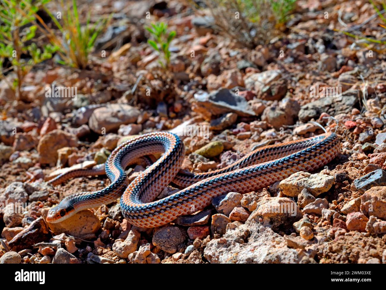 Western patch-nosed snake (Salvadora hexalepis) S.W. USA Stock Photo ...