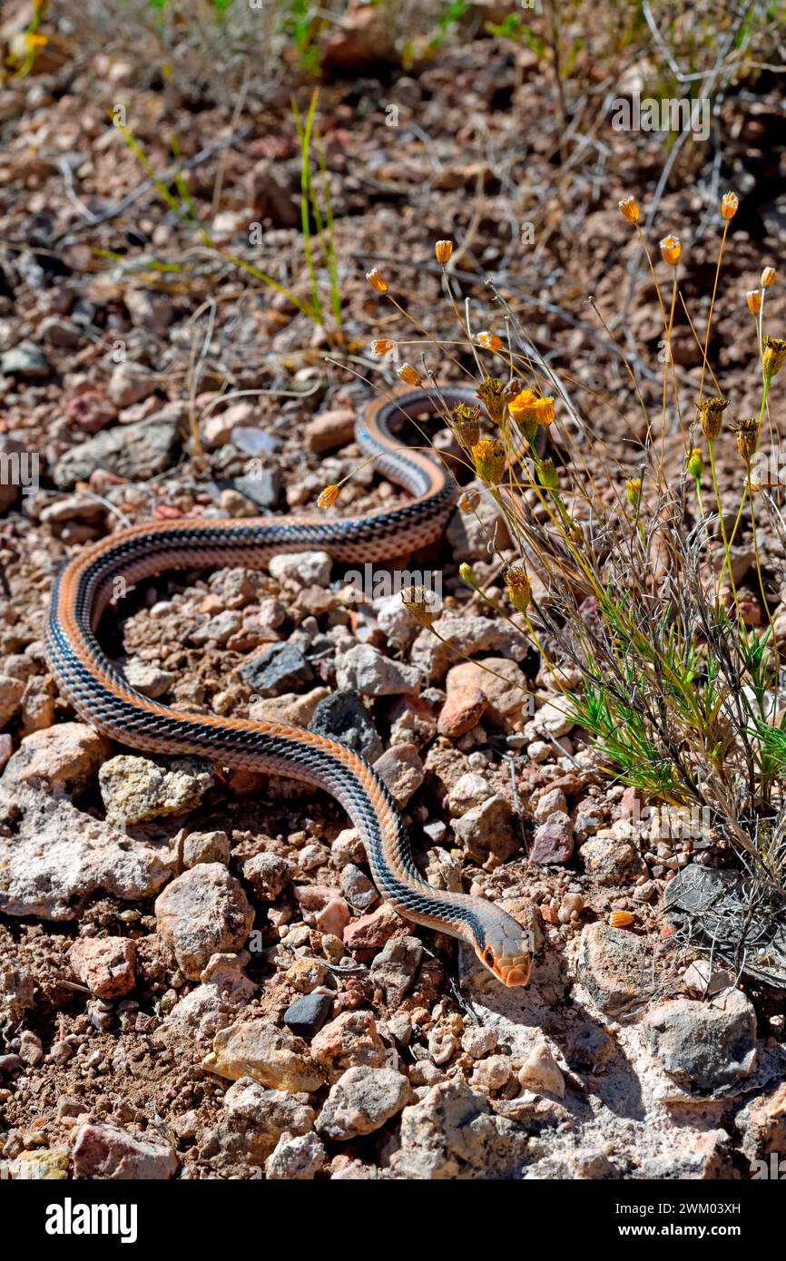 Western patch-nosed snake (Salvadora hexalepis) S.W. USA Stock Photo ...