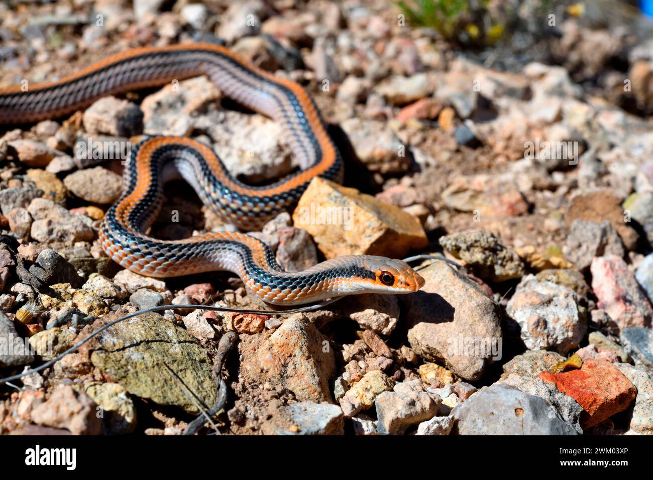 Western patch-nosed snake Salvadora hexalepis S.W. USA Stock Photo - Alamy