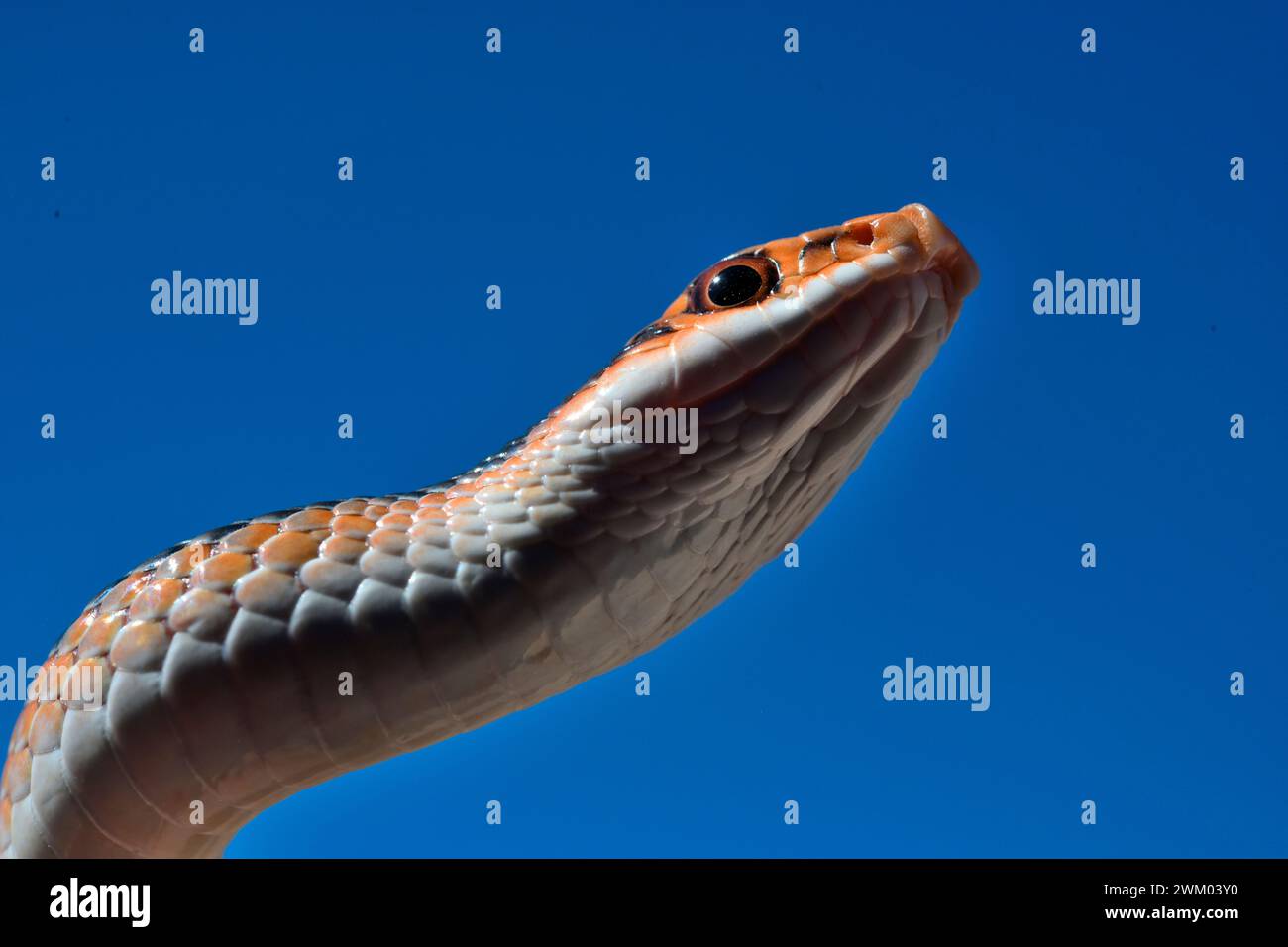 Western patch-nosed snake (Salvadora hexalepis) S.W. USA Stock Photo ...