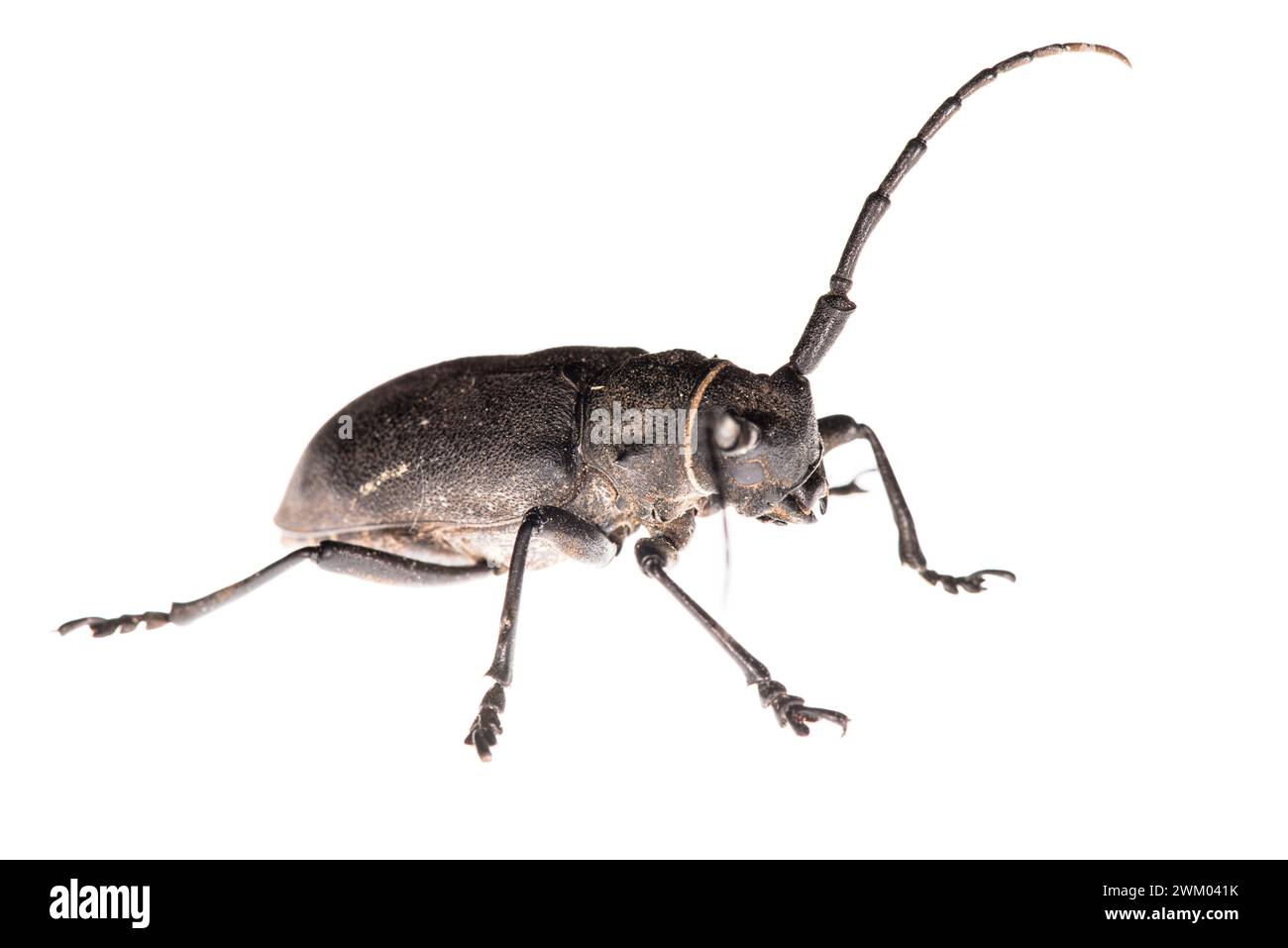 Weaver beetle (Lamia textor) side view on a white background, Piedmont ...