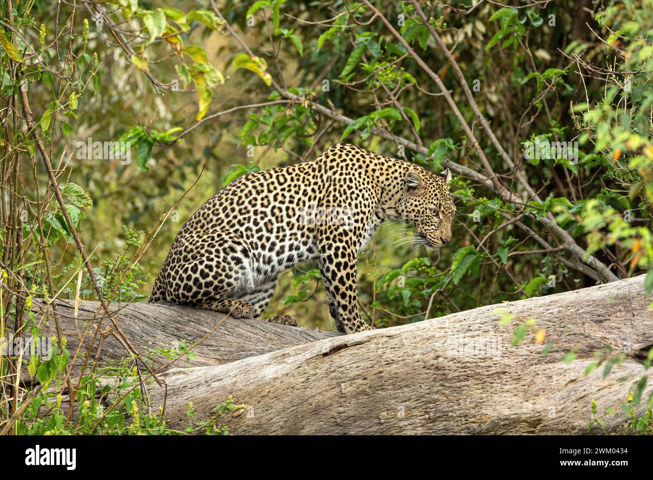 Leopard (Panthera pardus) on a log, Serengeti, Tanzania Stock Photo - Alamy