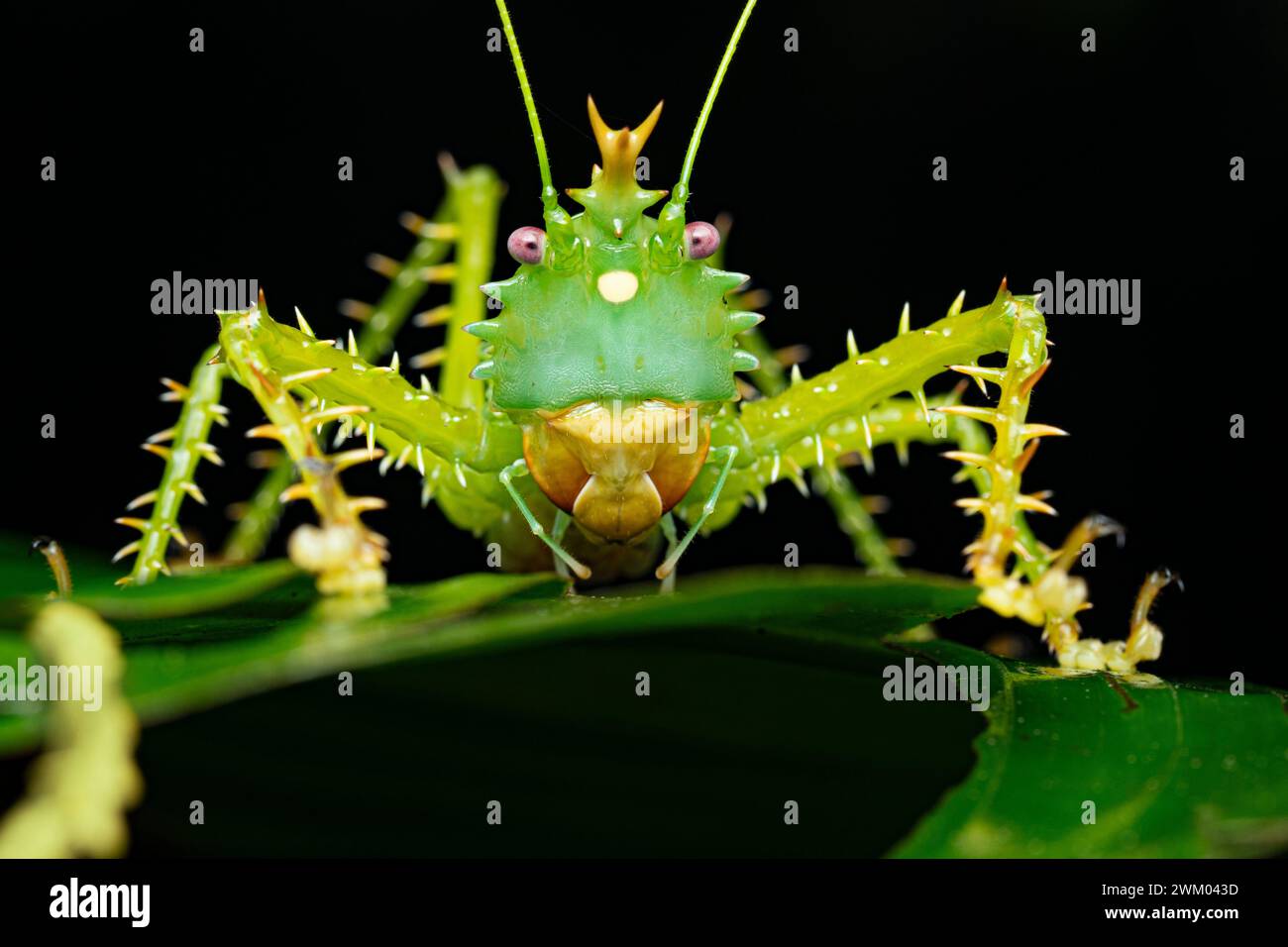 Spiny Devil Katydid (Panacanthus cuspidatus) - Yasuni National Park ...