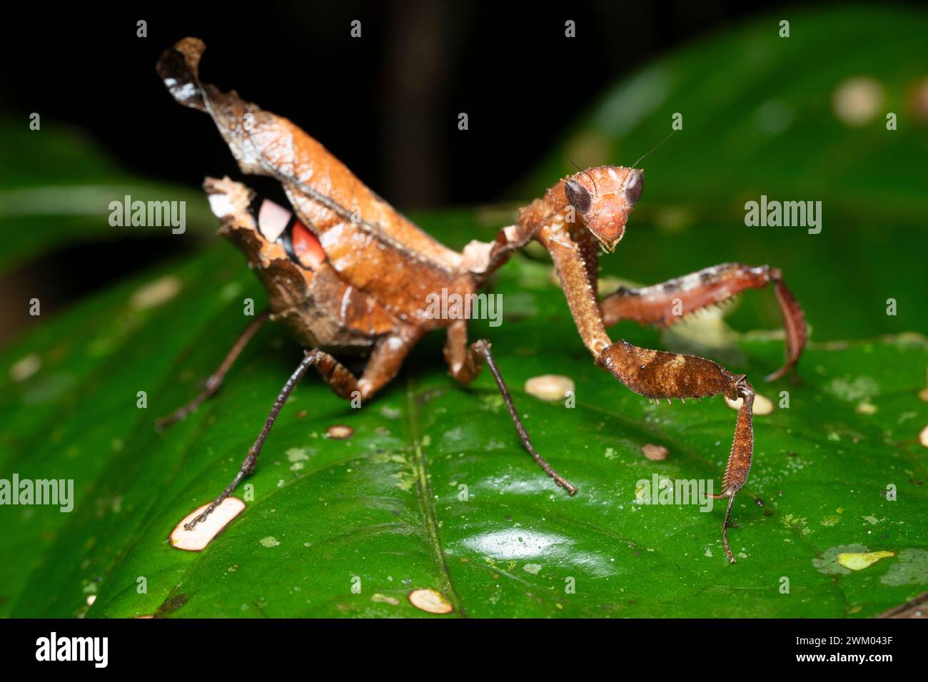 Dead leaf mantis (Acanthops sp.) - Yasuni National Park, Ecuador Stock ...