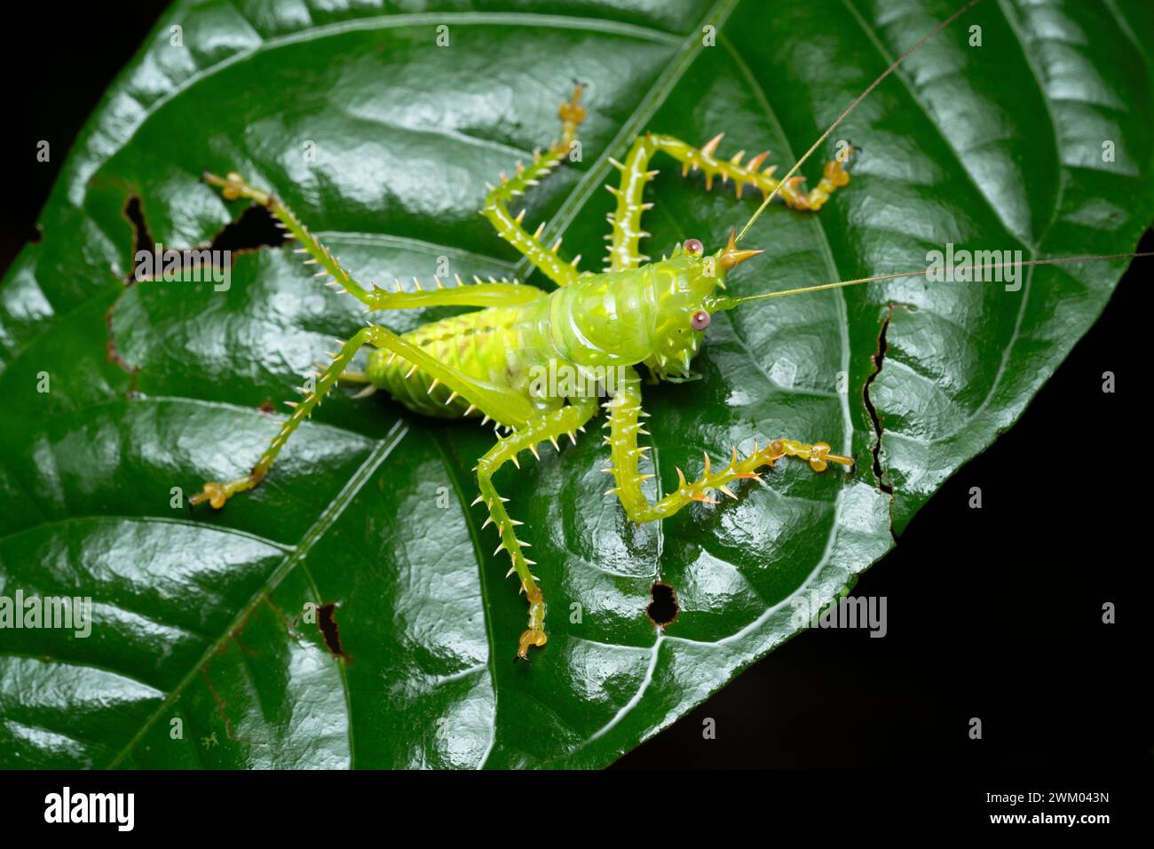 Spiny Devil Katydid (Panacanthus cuspidatus) - Yasuni National Park ...