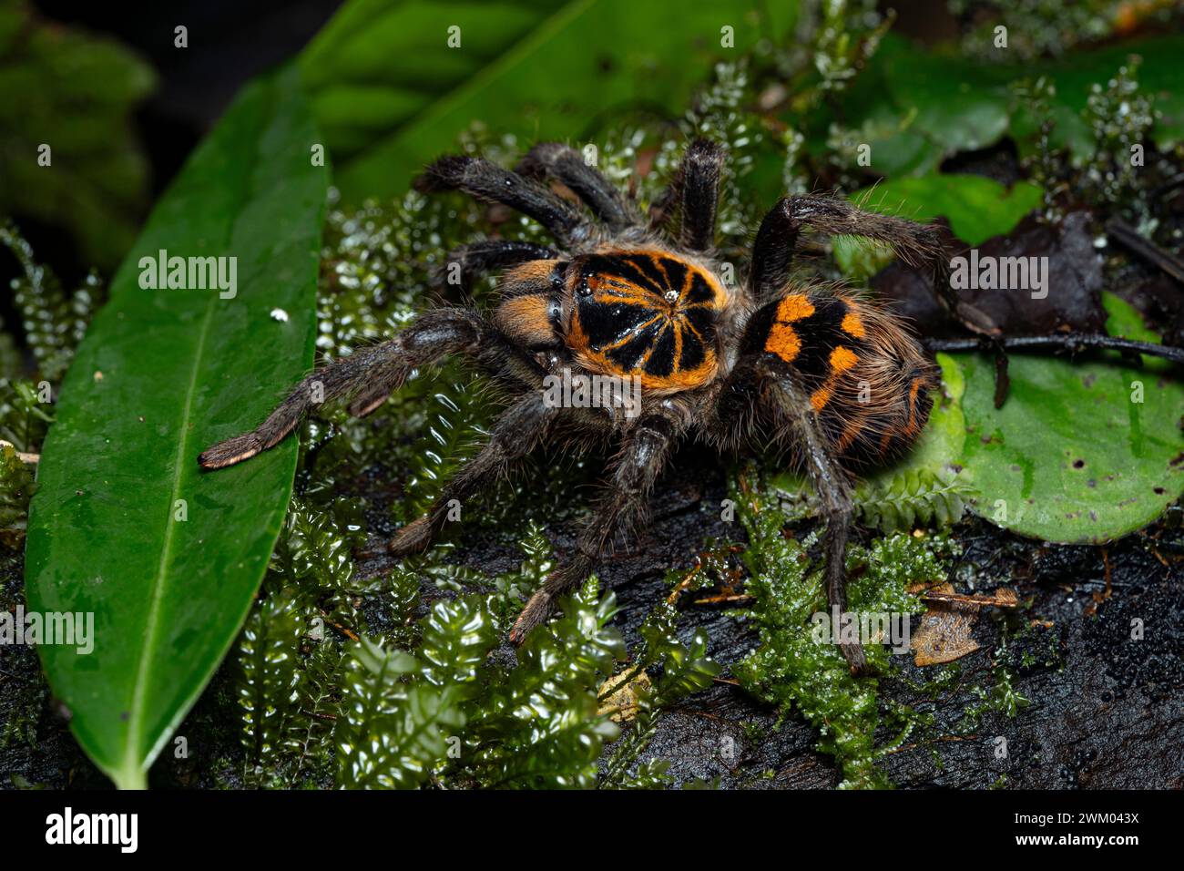 Pumpkin Patch Tarantulas (Hapalopus sp.) - Yasuni National Park ...