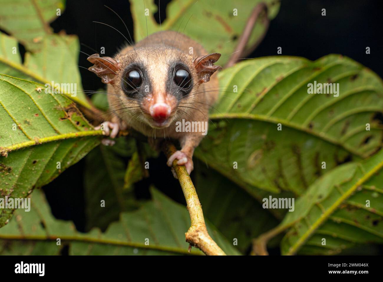 Mouse opossums (Marmosa sp.) - Yasuni National Park, Ecuador Stock ...