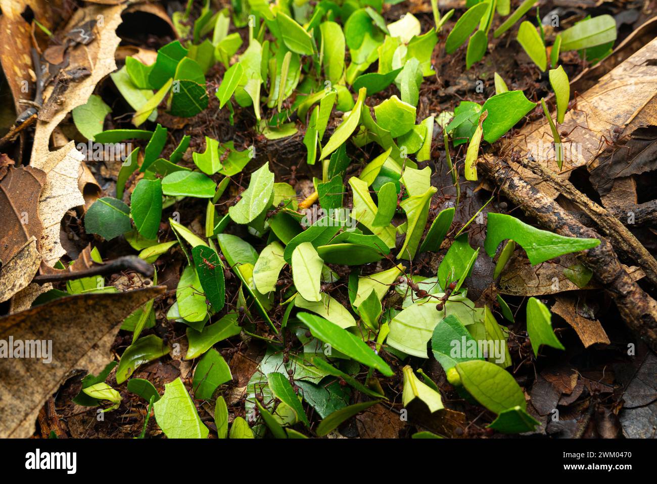 Atta Leaf-cutter Ants (Atta sp.) - Yasuni National Park, Ecuador Stock ...