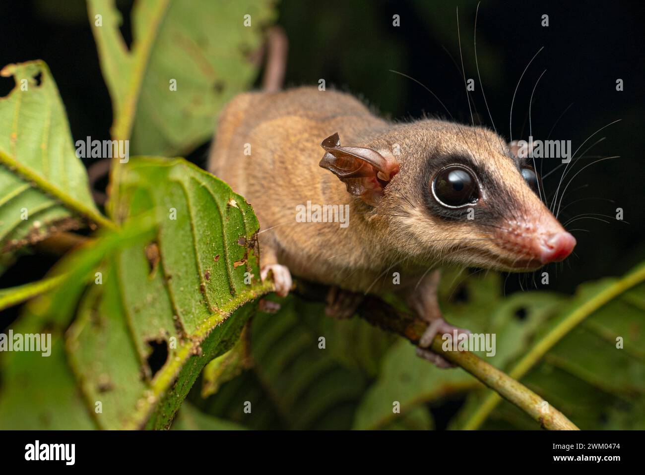 Mouse opossums (Marmosa sp.) - Yasuni National Park, Ecuador Stock ...