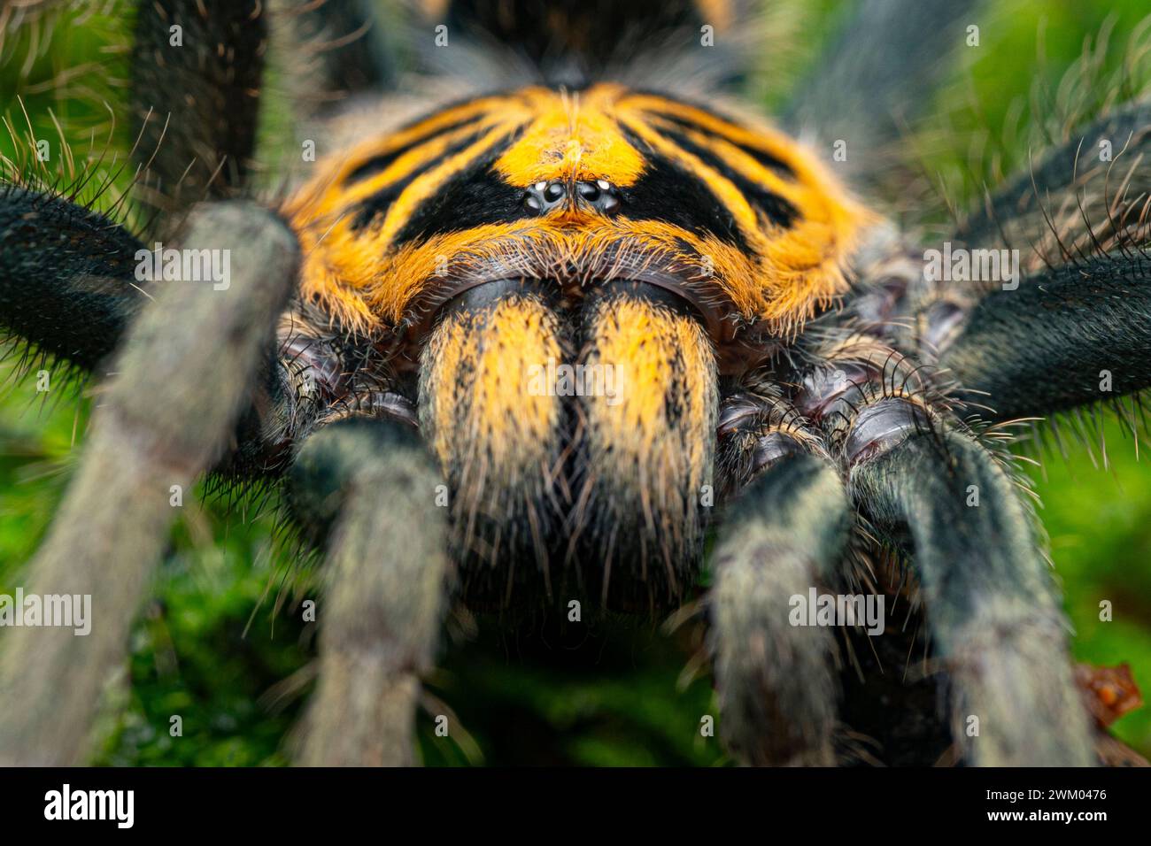 Pumpkin Patch Tarantulas (Hapalopus sp.) - Yasuni National Park ...
