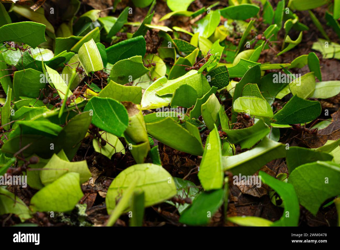 Atta Leaf-cutter Ants (Atta sp.) - Yasuni National Park, Ecuador Stock ...