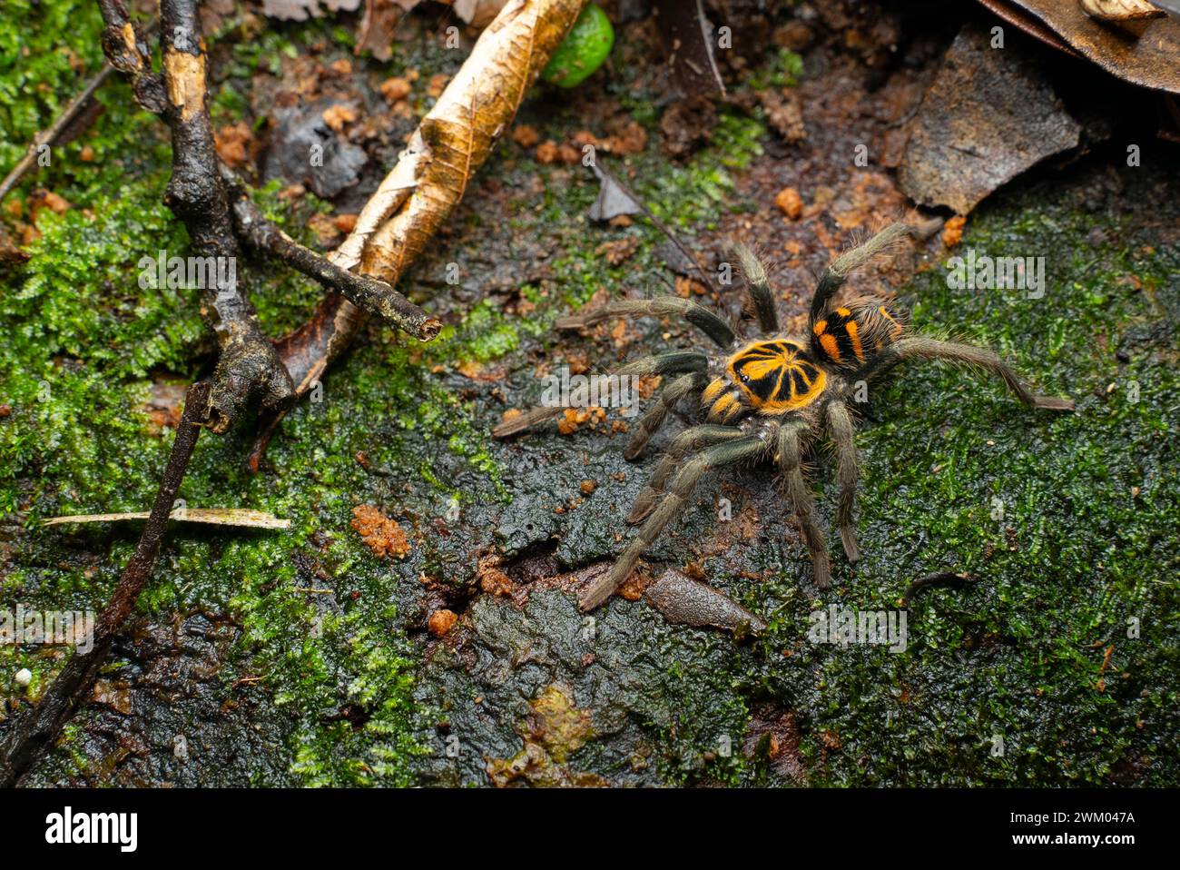Pumpkin Patch Tarantulas (Hapalopus sp.) - Yasuni National Park ...