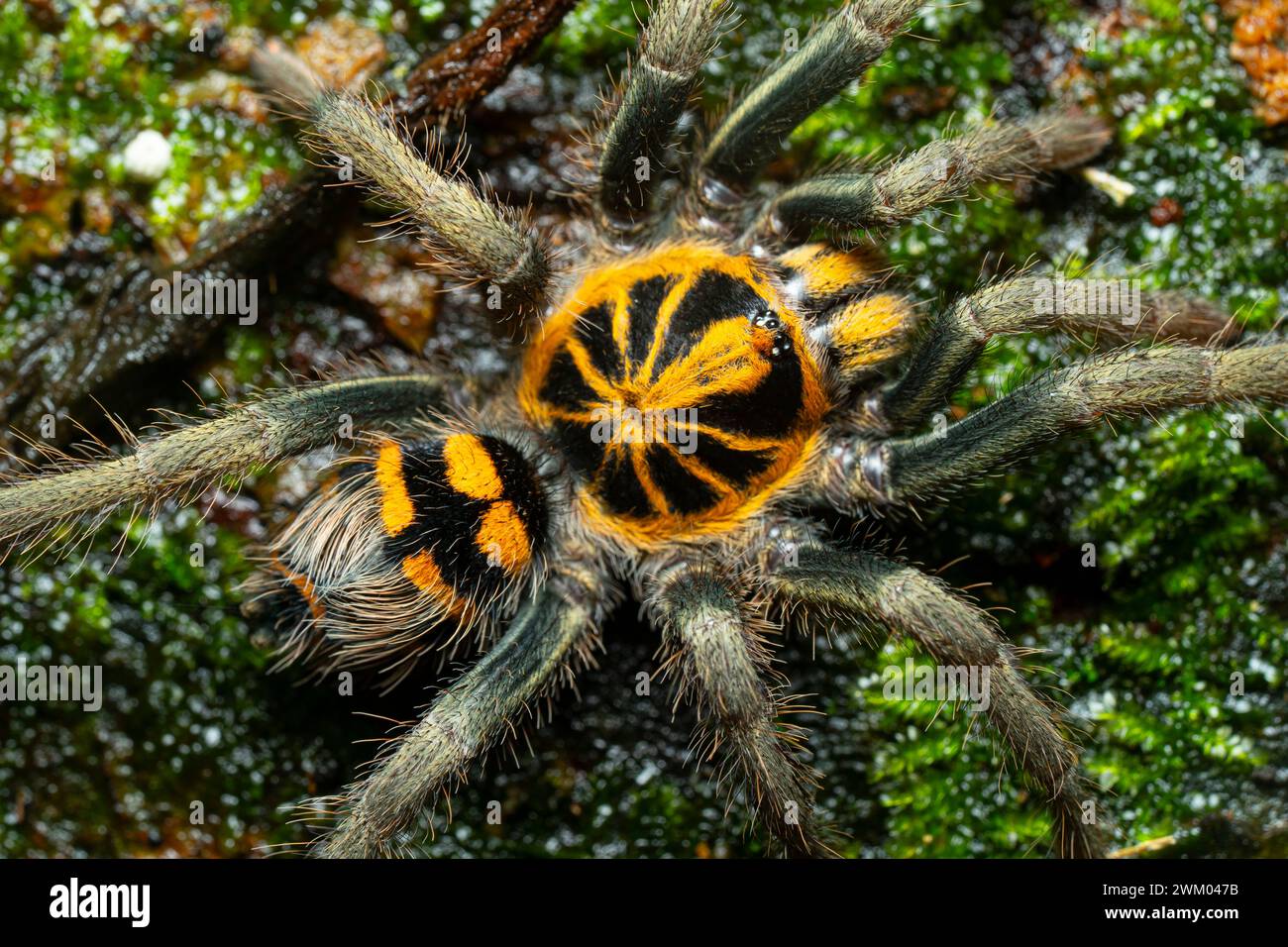 Pumpkin Patch Tarantulas (Hapalopus sp.) - Yasuni National Park ...