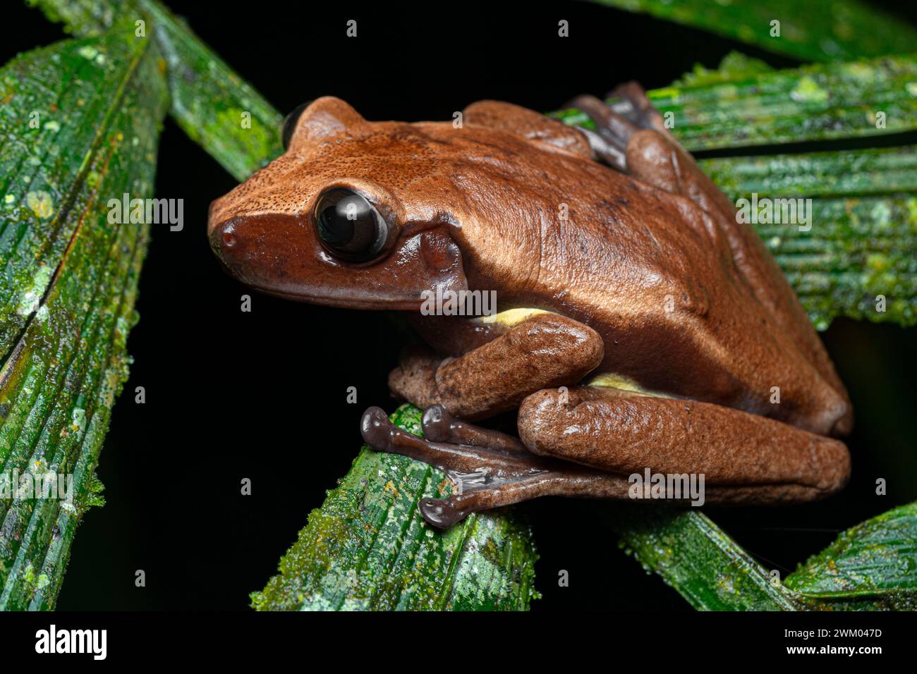 Chocolate frog (Nyctimantis rugiceps) - Yasuni National Park, Ecuador ...