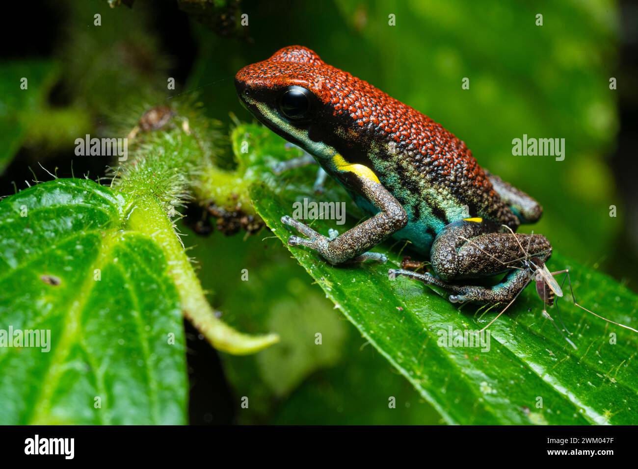 Ecuador poison frog (Ameerega bilinguis) with mosquito - Yasuni ...