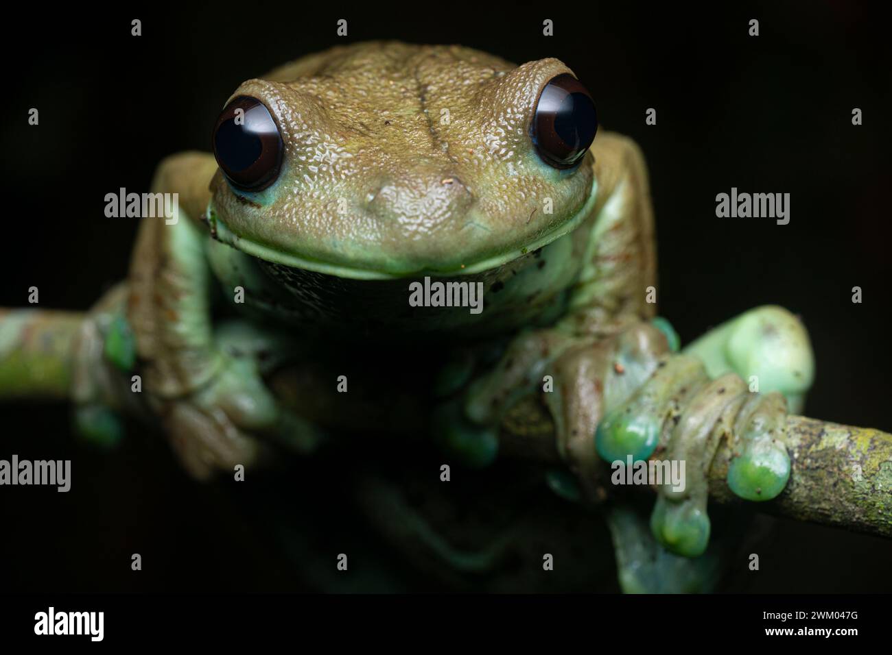 Amazonian milk frog (Trachycephalus macrotis) - Yasuni National Park ...