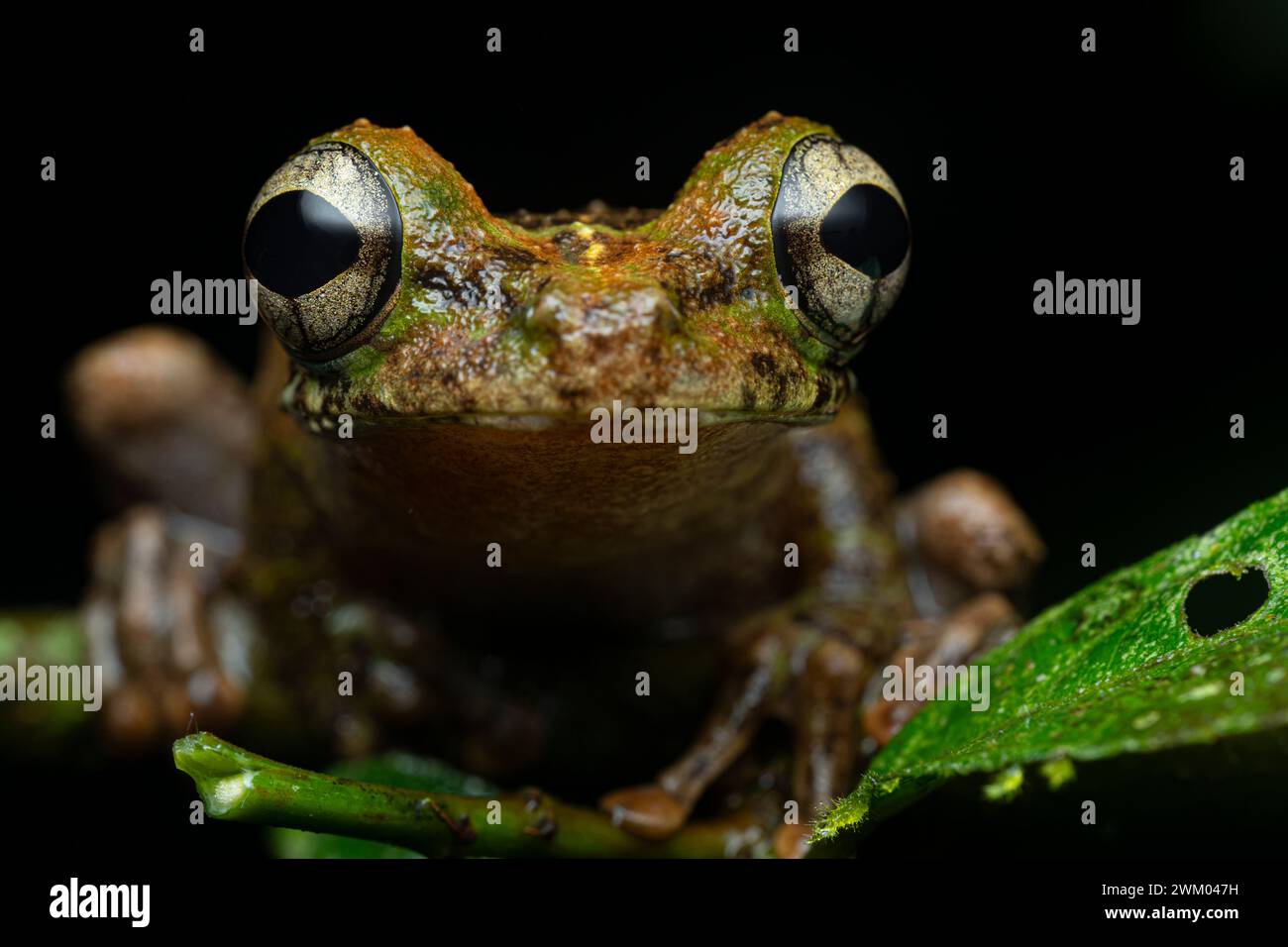 Mossy frog (Osteocephalus vilmae) - Yasuni National Park, Ecuador Stock ...