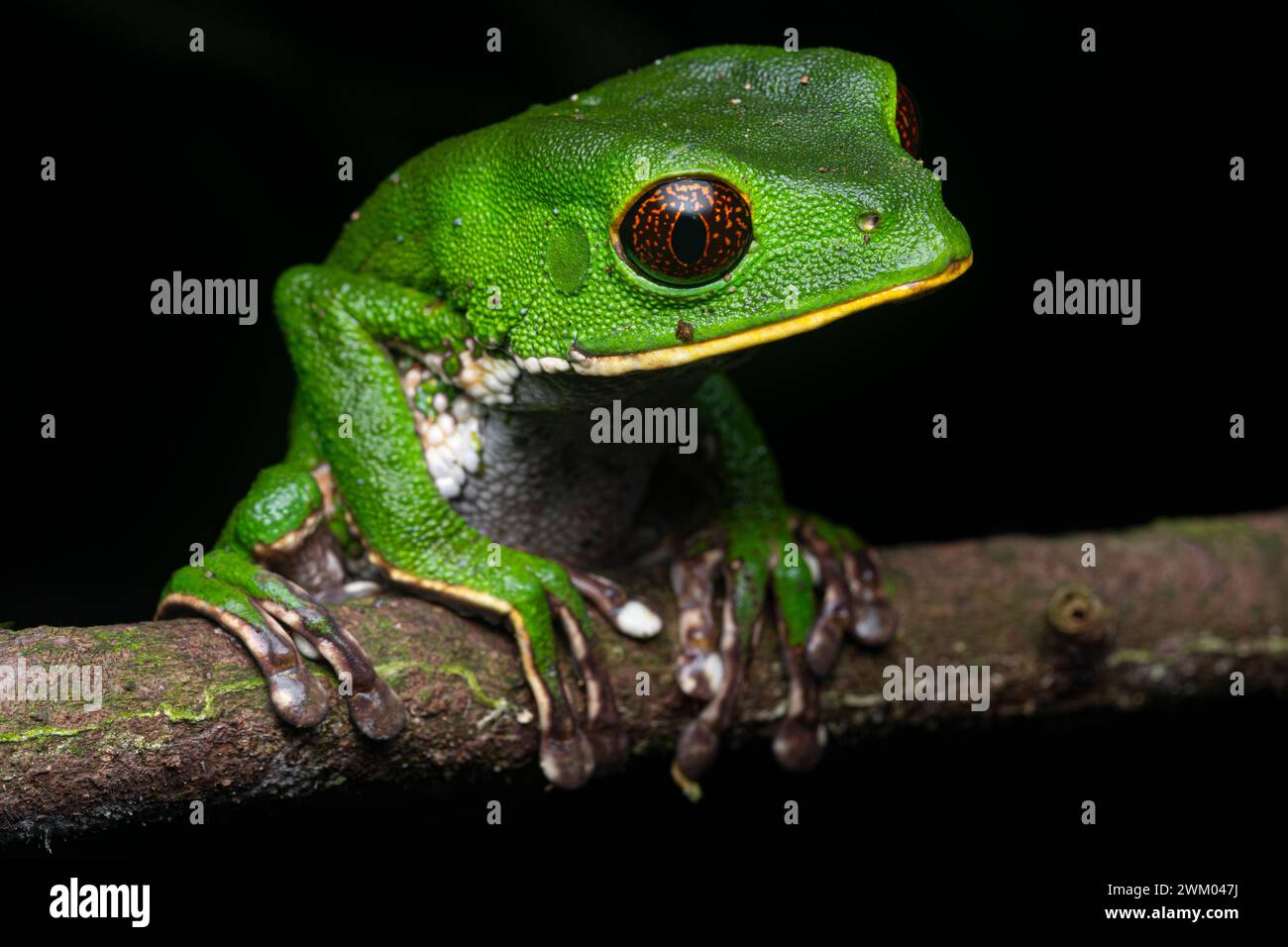 Tarsier leaf frog (Phyllomedusa tarsius) - Yasuni National Parl ...