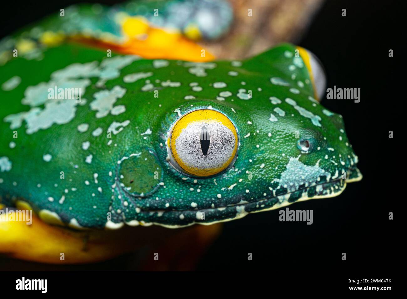 Fringed leaf frog (Cruziohyla craspedopus) - Yasuni National Park ...