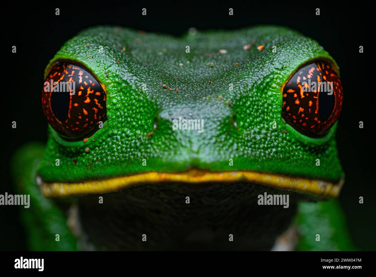 Tarsier leaf frog (Phyllomedusa tarsius) - Yasuni National Parl ...