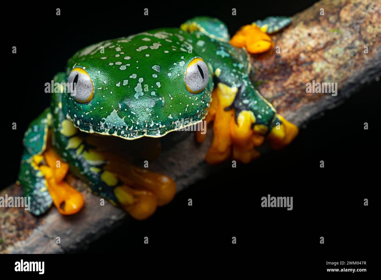 Fringed leaf frog (Cruziohyla craspedopus) - Yasuni National Park, Ecuador Stock Photo - Alamy