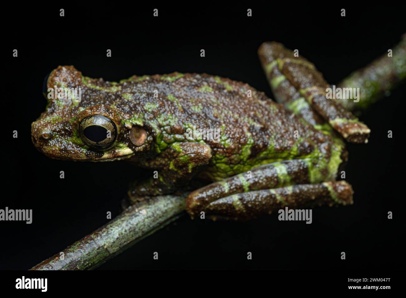 Mossy frog (Osteocephalus vilmae) - Yasuni National Park, Ecuador Stock ...