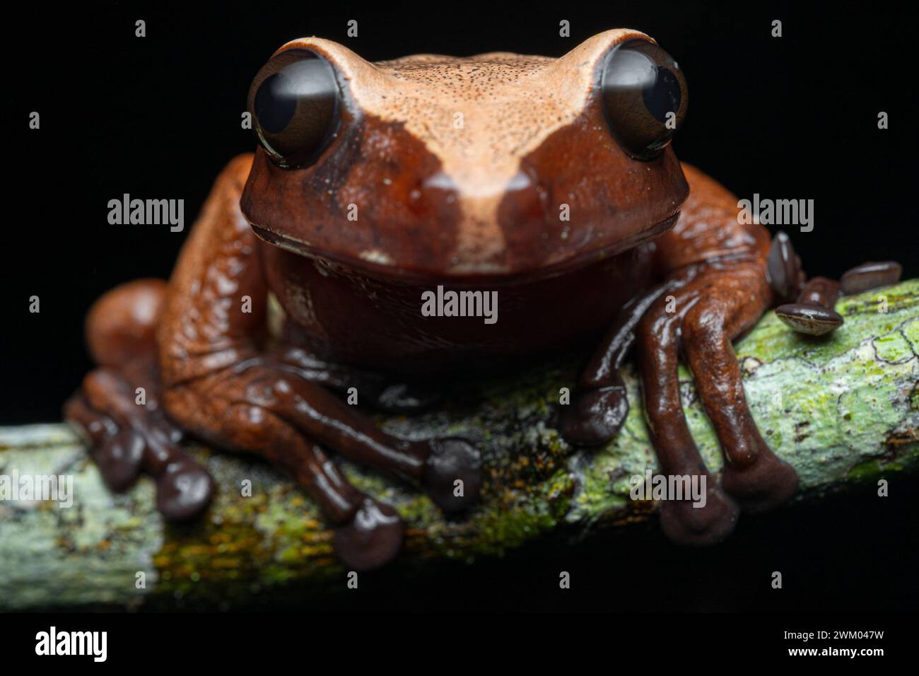 Chocolate frog (Nyctimantis rugiceps) - Yasuni National Park, Ecuador ...