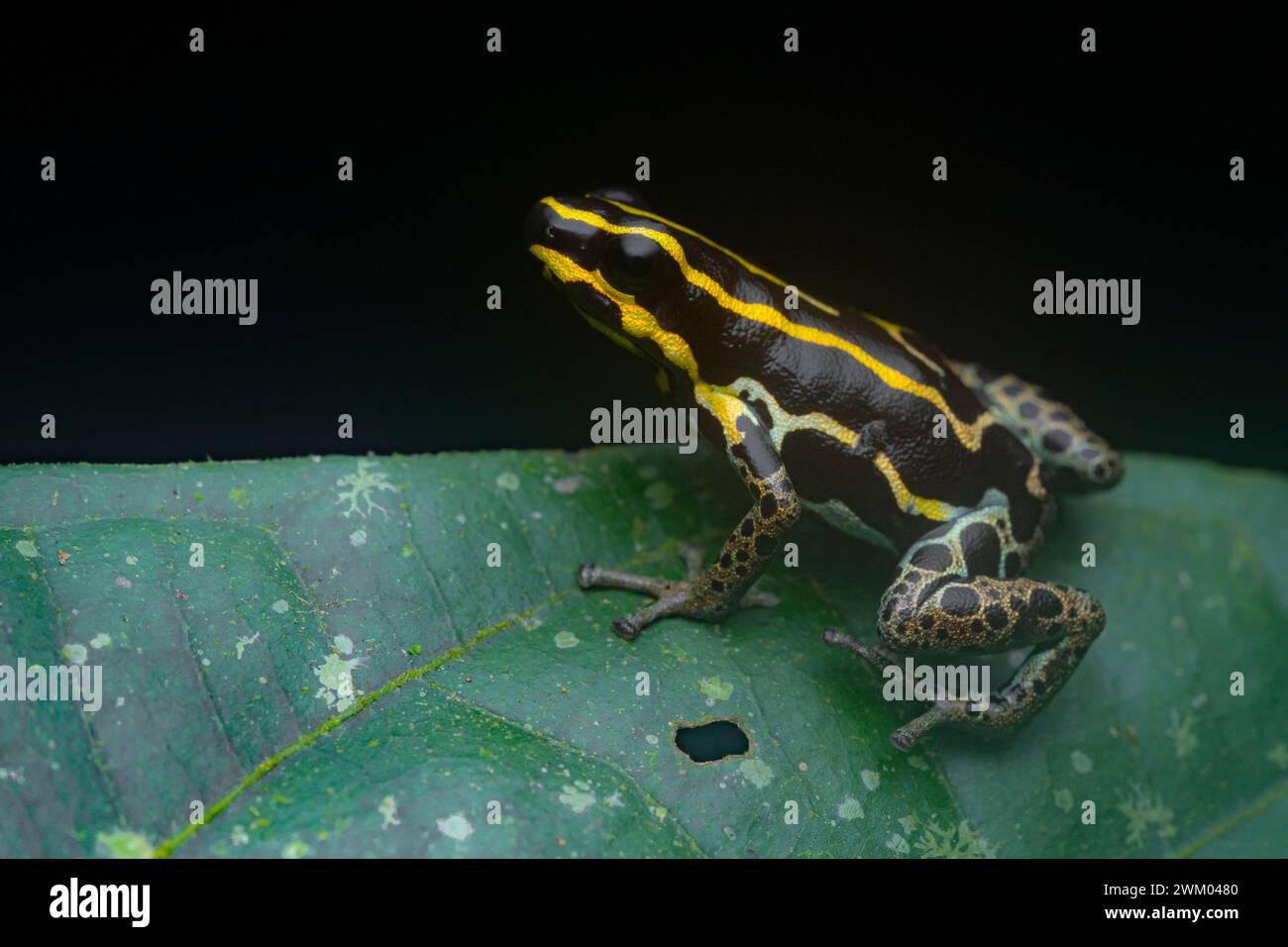 Zimmerman?s poison frog (Ranitomeya variabilis) - Yasuni Natiol Park ...