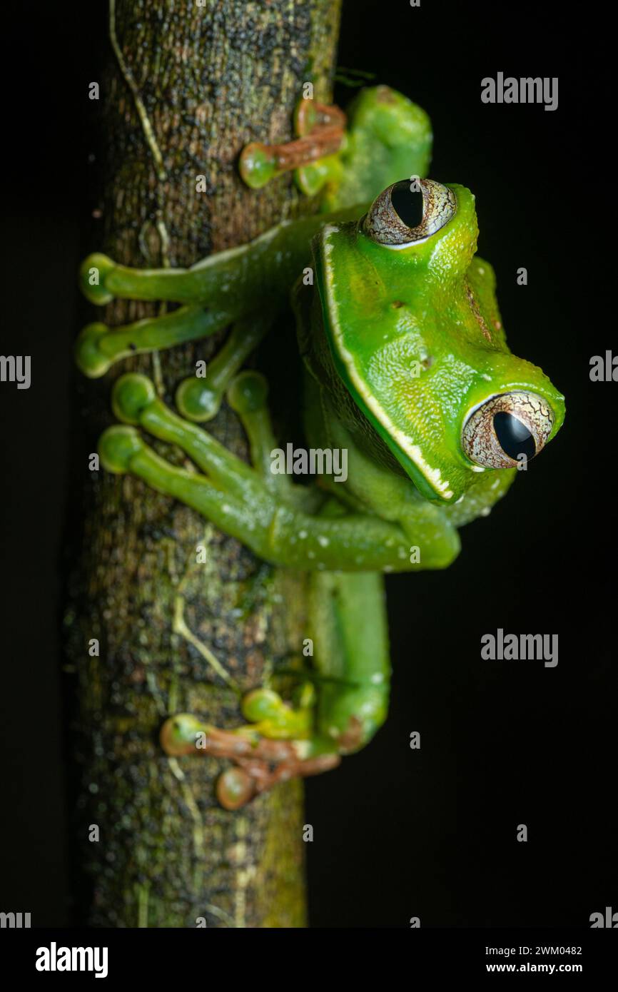 Pastaza marsupial frog (Gastrotheca longipes) - Yasuni National ...