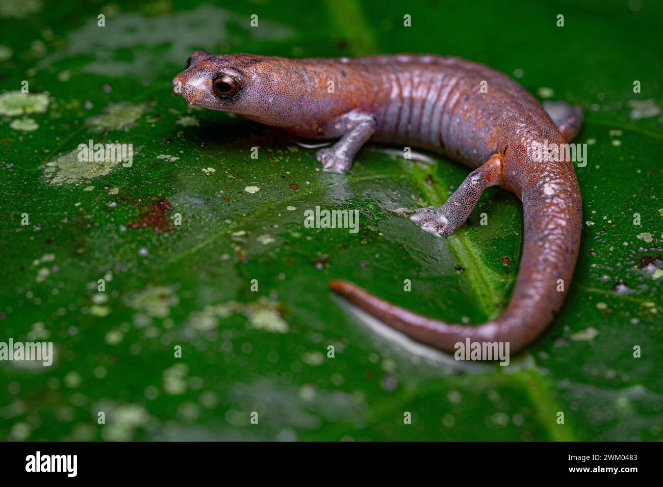 Ecuadorian climbing salamander (Bolitoglossa equatoriana) - Yasuni ...