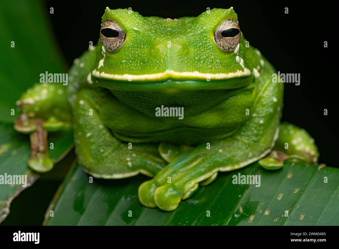 Pastaza marsupial frog (Gastrotheca longipes) - Yasuni National ...