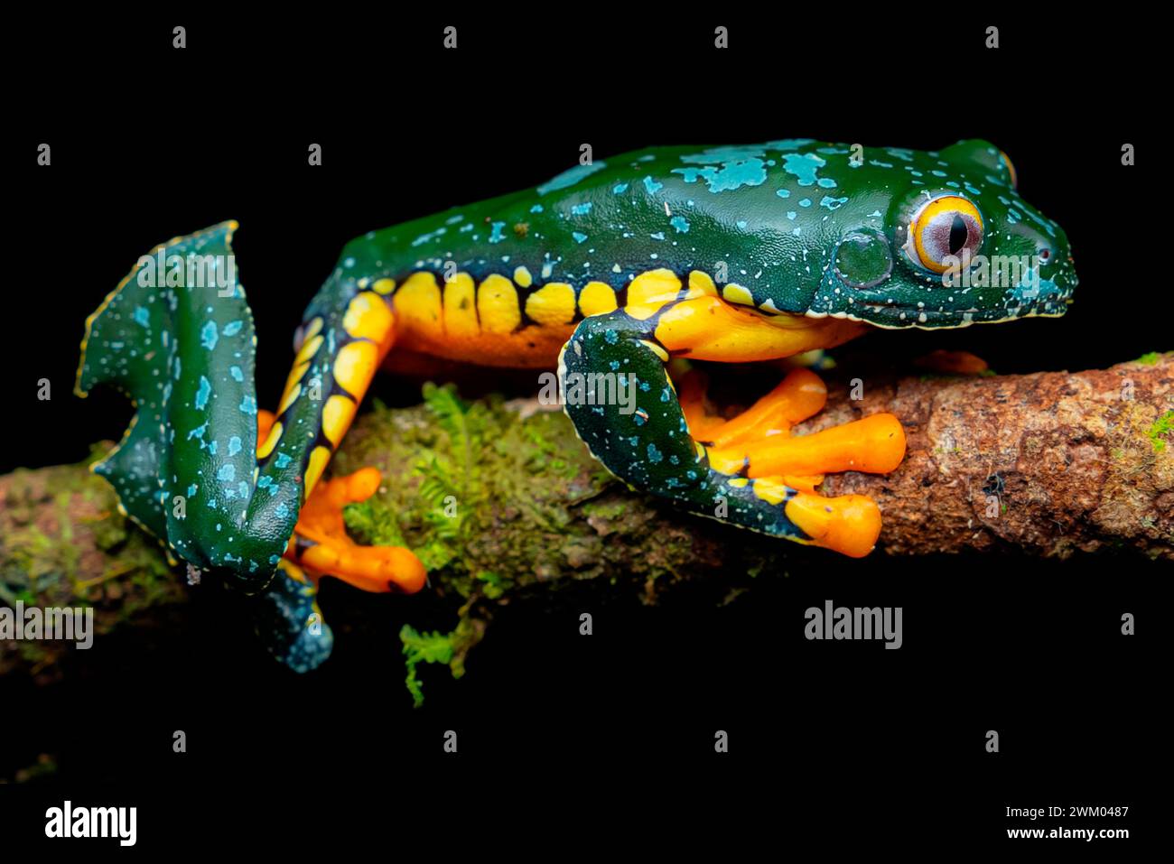 Fringed leaf frog (Cruziohyla craspedopus) - Yasuni National Park, Ecuador Stock Photo - Alamy